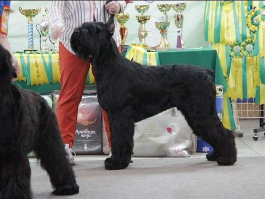 Щенки ризеншнауцера