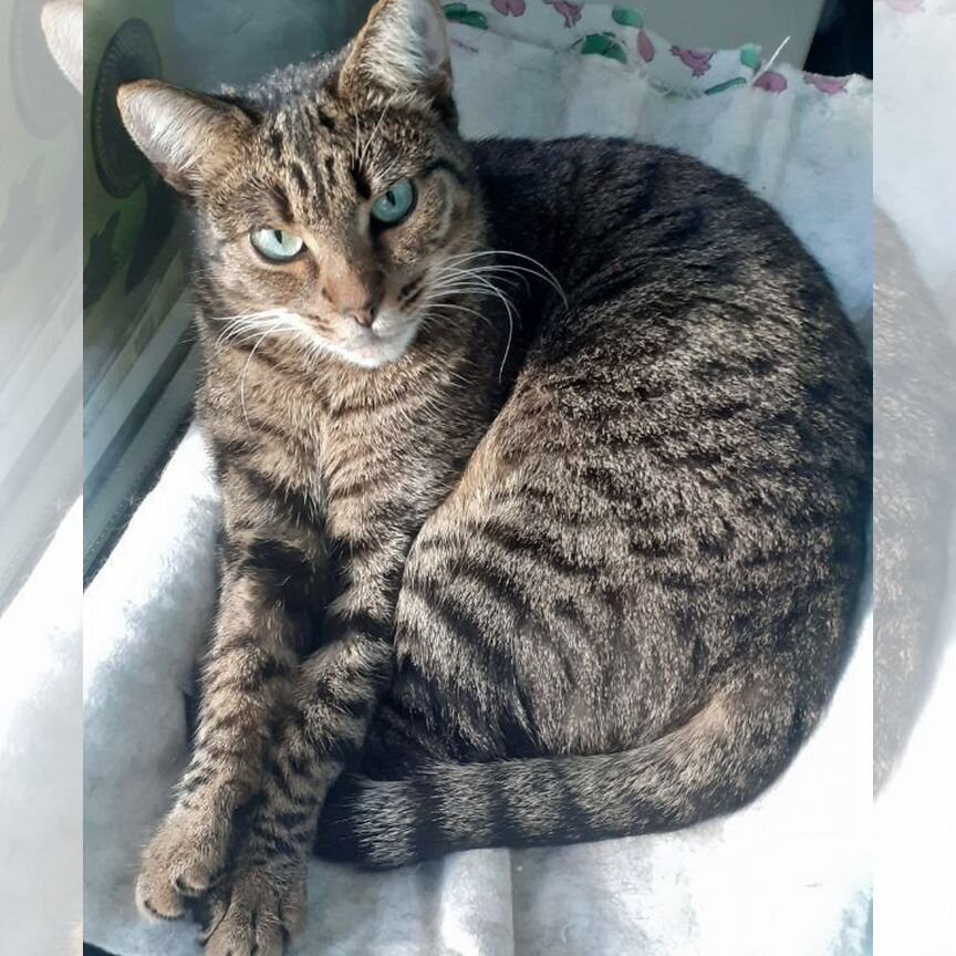 Взрослая кошка в добрые руки