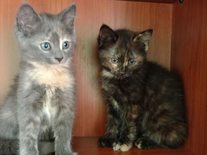 Котята