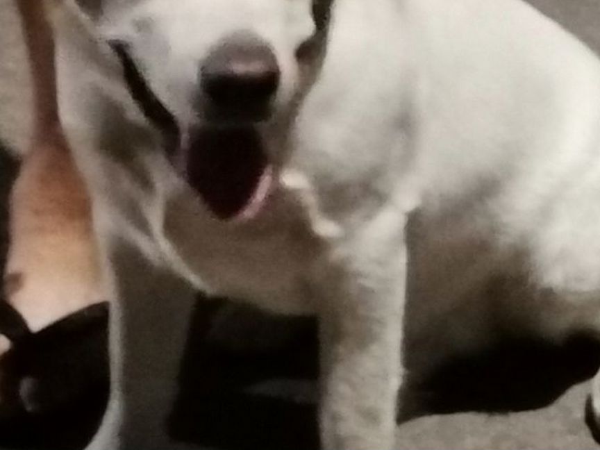 Отдам в добрые руки лабрадора