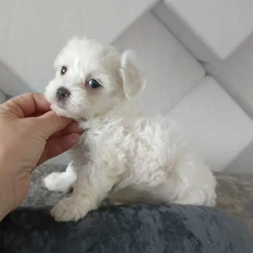 Мальтийская болонка, щенок