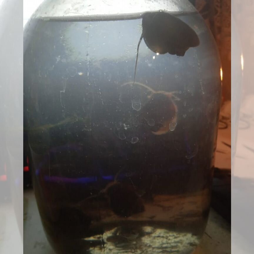 Улитки аквариумные