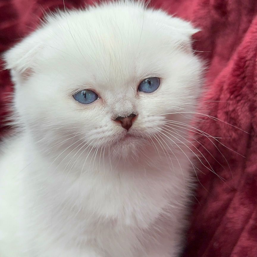 Шотландские вислоухие котята