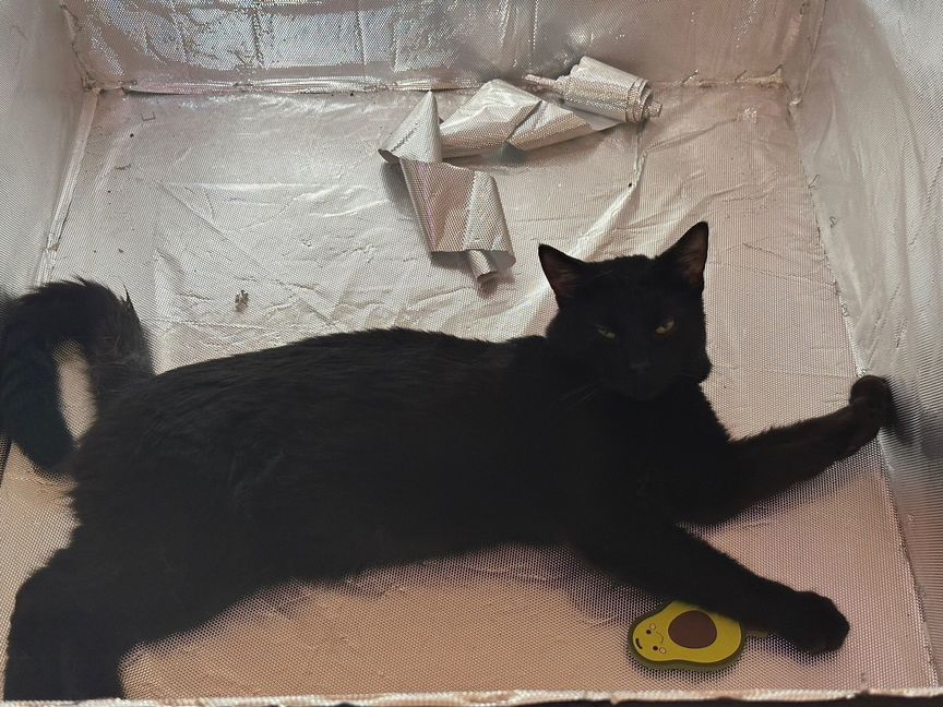 Кот в добрые руки