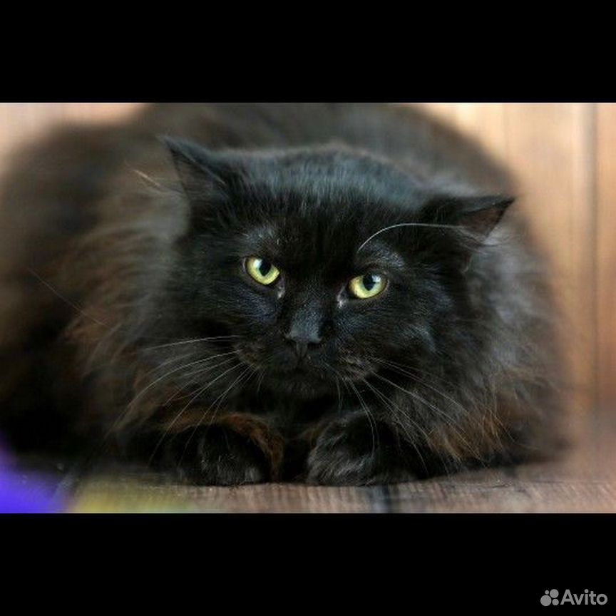 Кот кастрированный черно-бурый в добрые руки