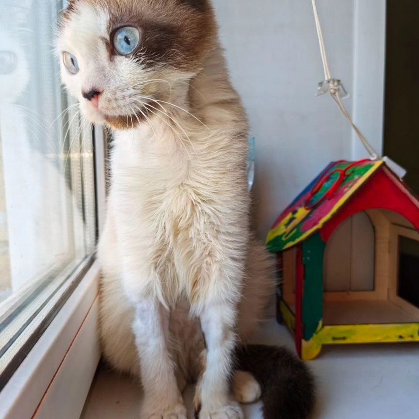 Очень особенный котик