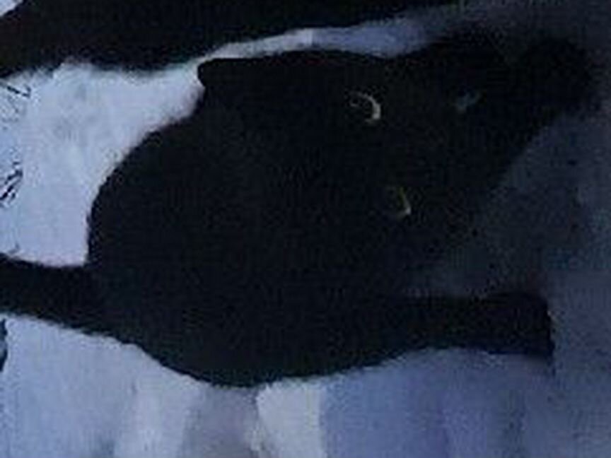 Котенок,кошечка черная 5 месяцев