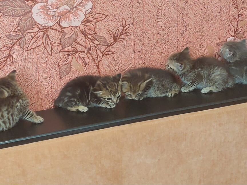 Кошка Маруся отдает детей в добрые руки