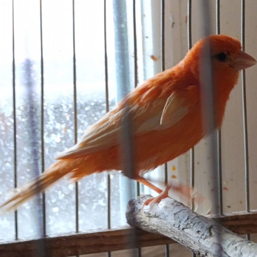 Кенари молодые