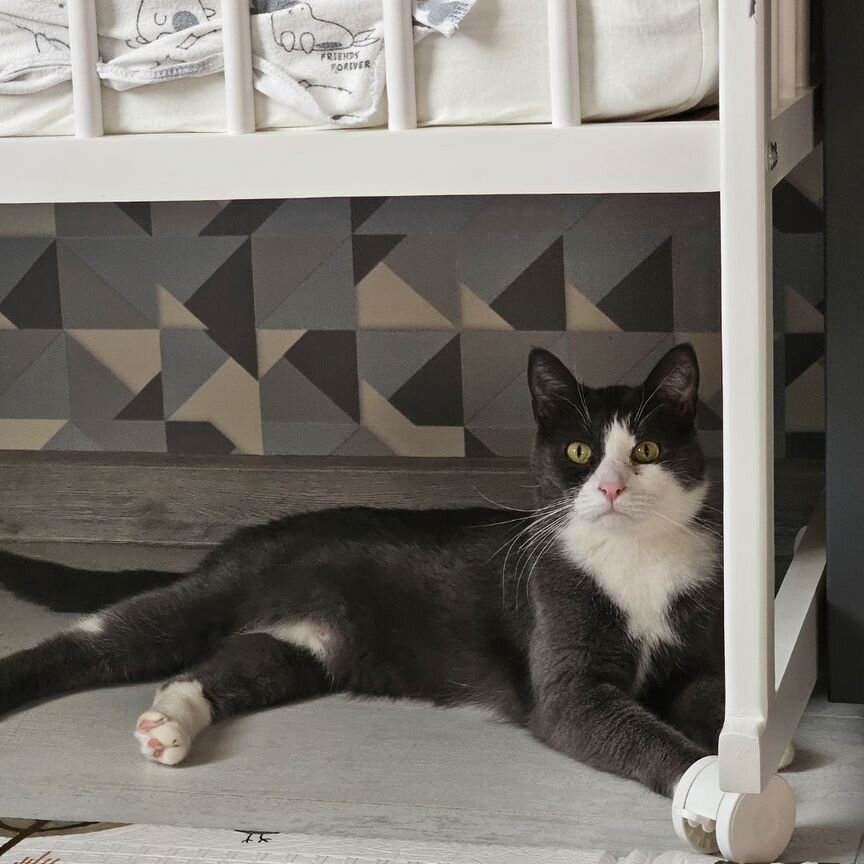 Котята в добрые руки бесплатно мальчик