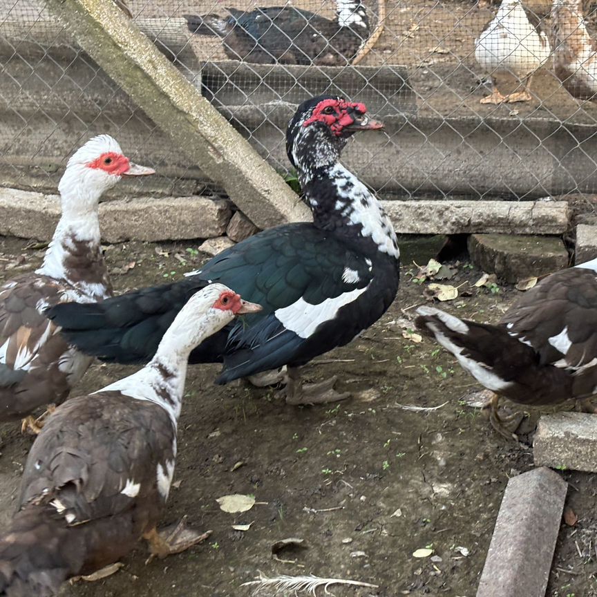 Семья индоуток