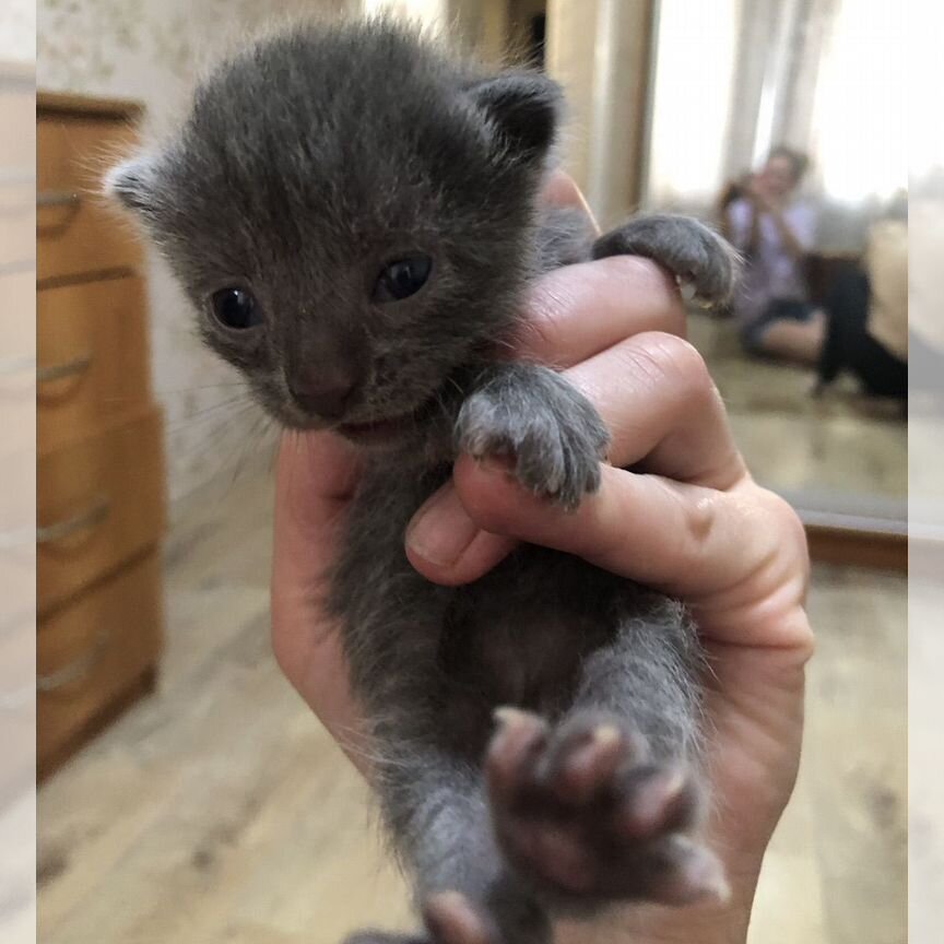 Котёнок в добрые руки