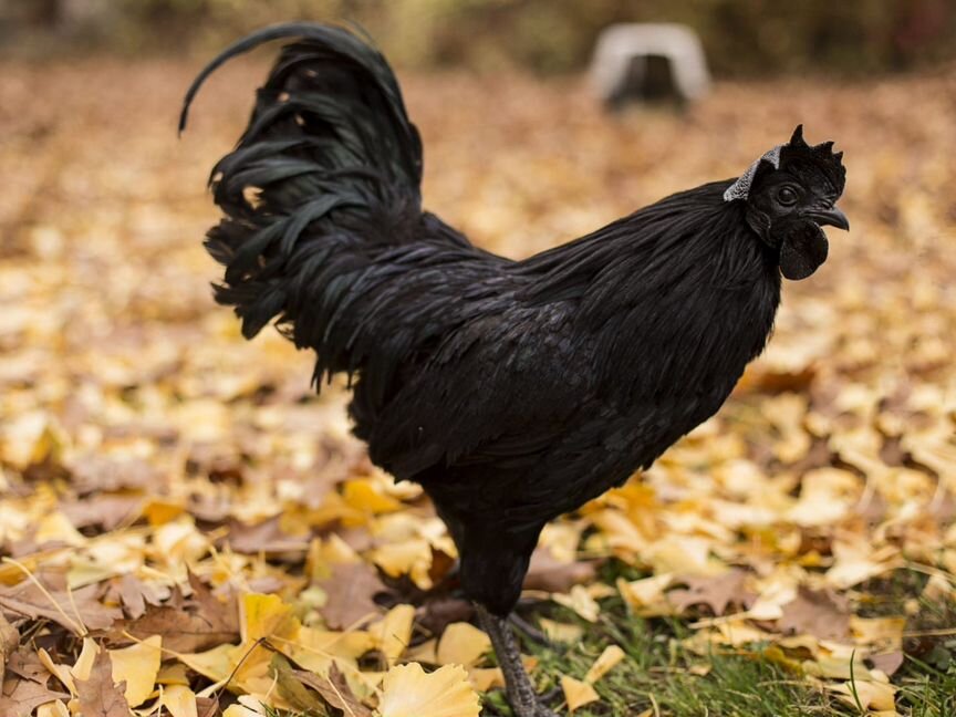 Черный петух чёрные куры Доставим