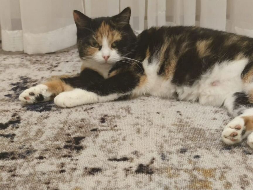 2 недели до возврата в приют