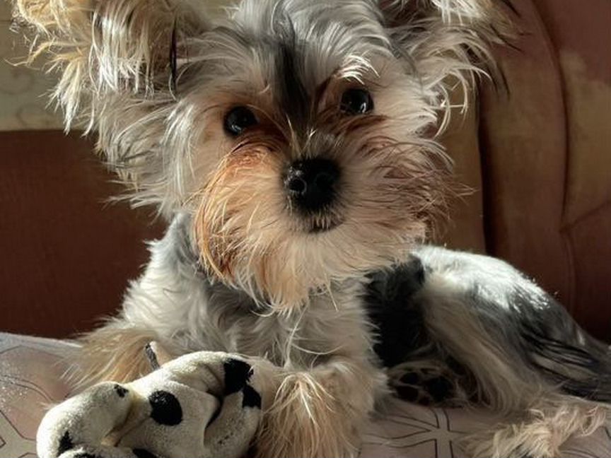 Йоркширский терьер миник вязка