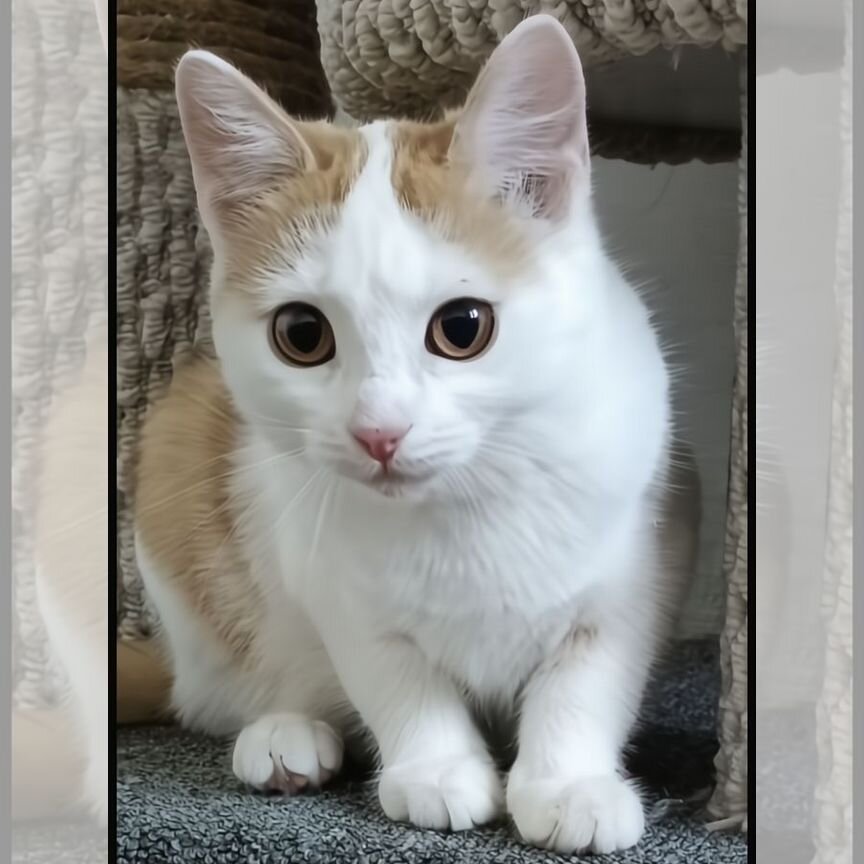 Котёнок в добрые руки