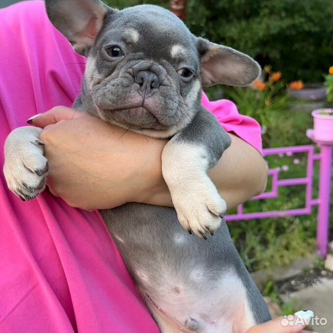 Сладкие щенки Французики