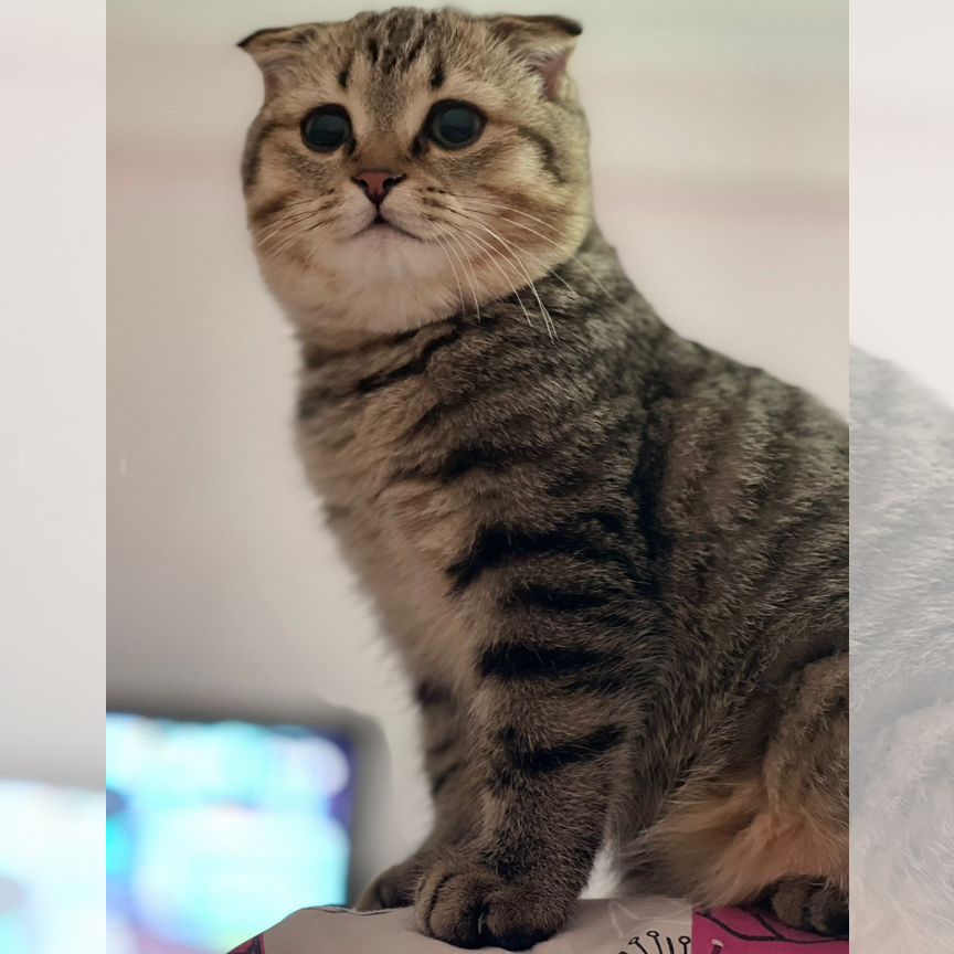 Сведу кота С вашей кошкой