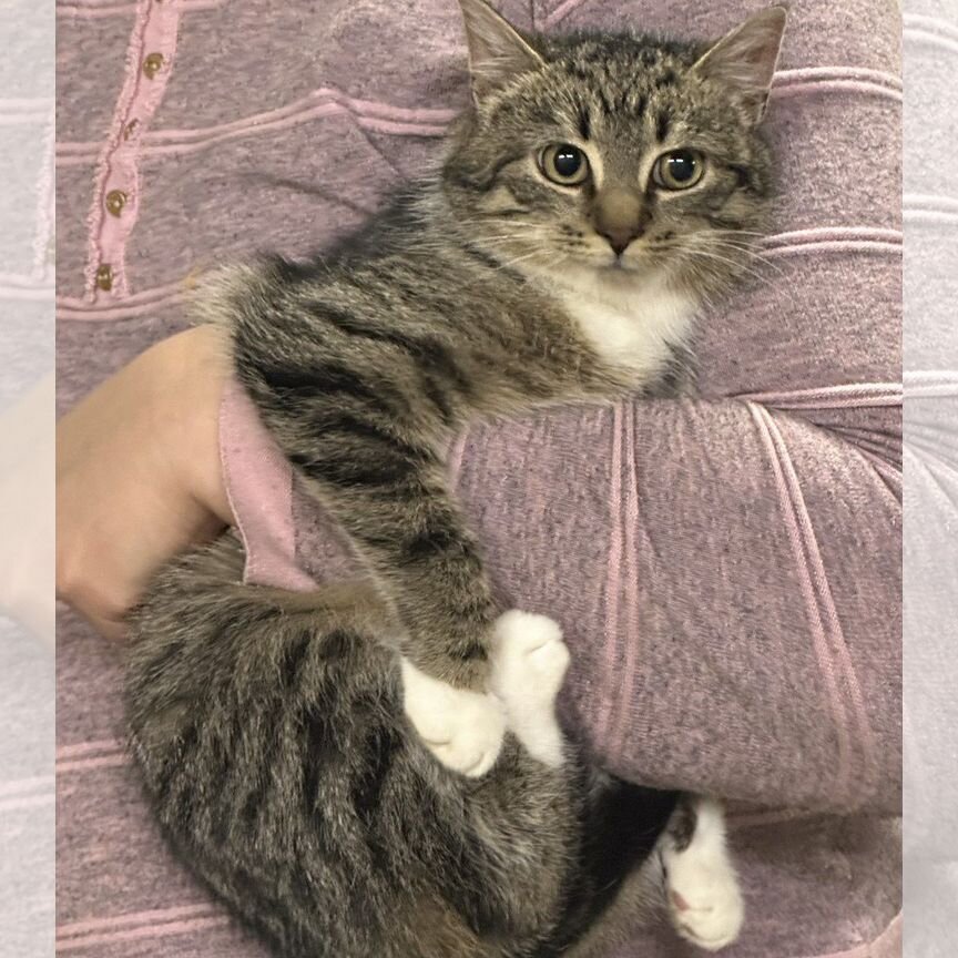 Котёнок в добрые руки