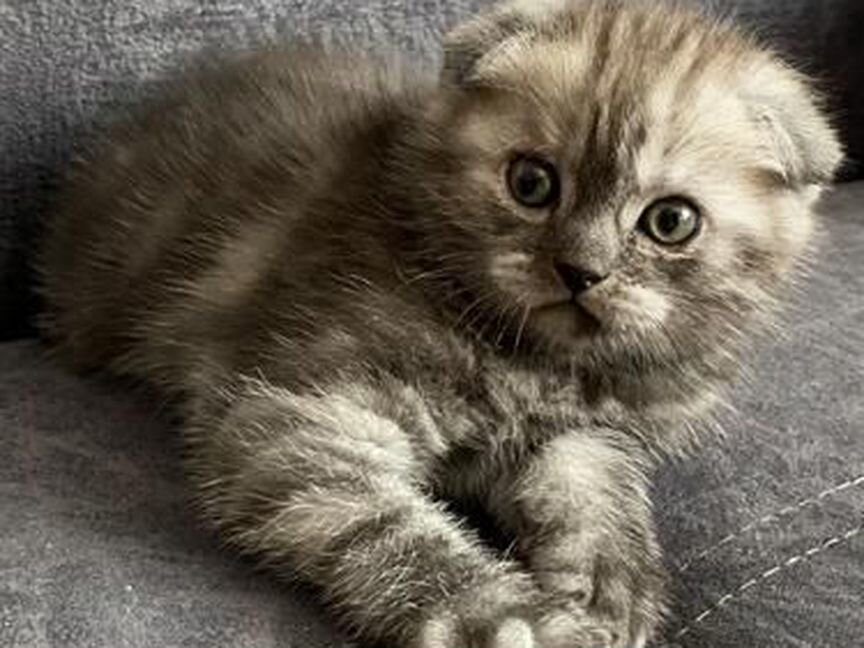 Британские котята