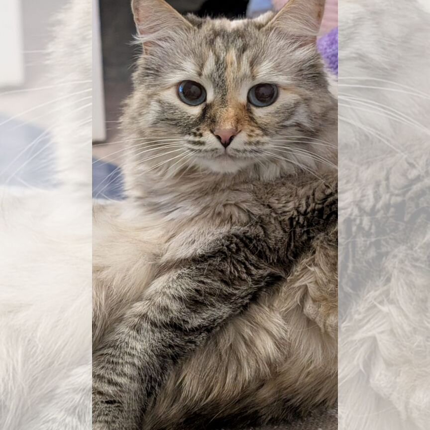 Сибирская кошка, взрослая