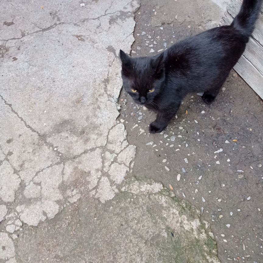 Отдам кота в добрые руки