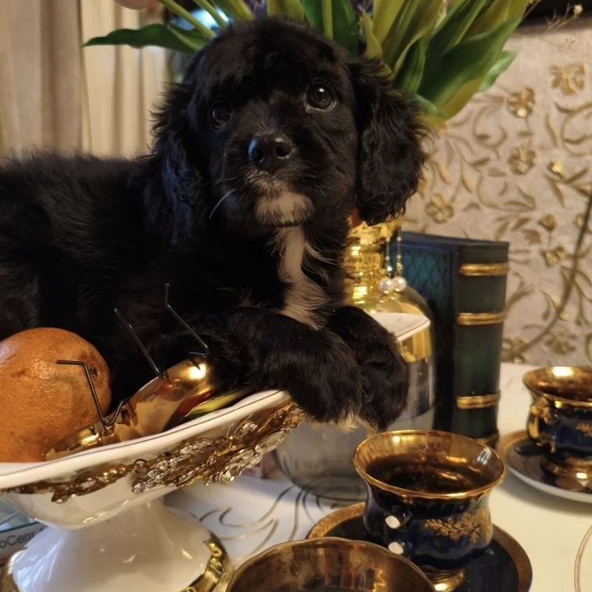 Кавалер кинг-чарльз-спаниель, щенок