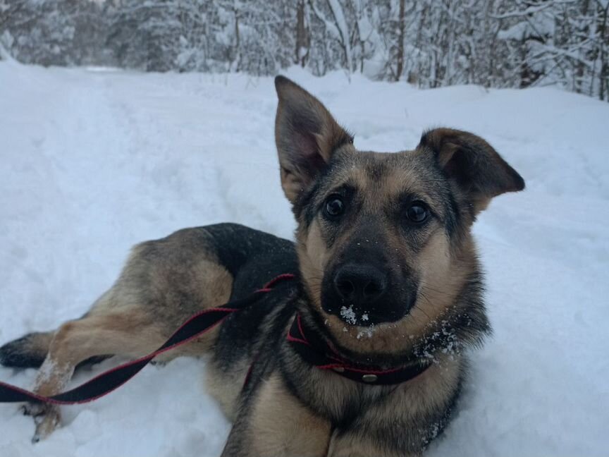 Щенок замерзает в мороз /в добрые руки/бесплатно