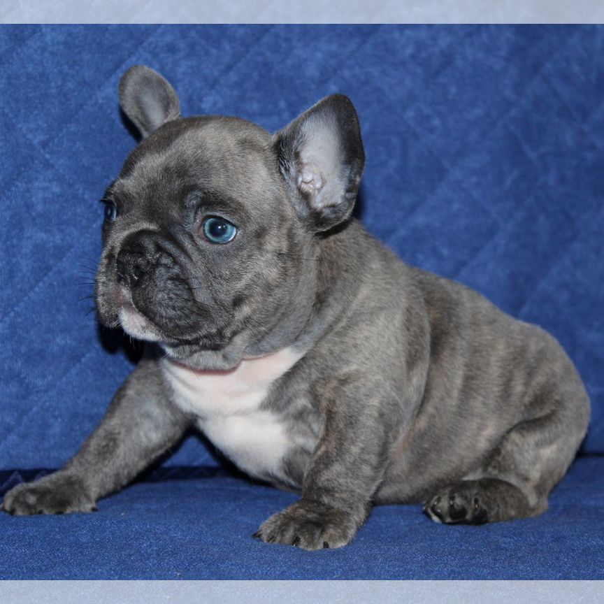 Французский бульдог девочка