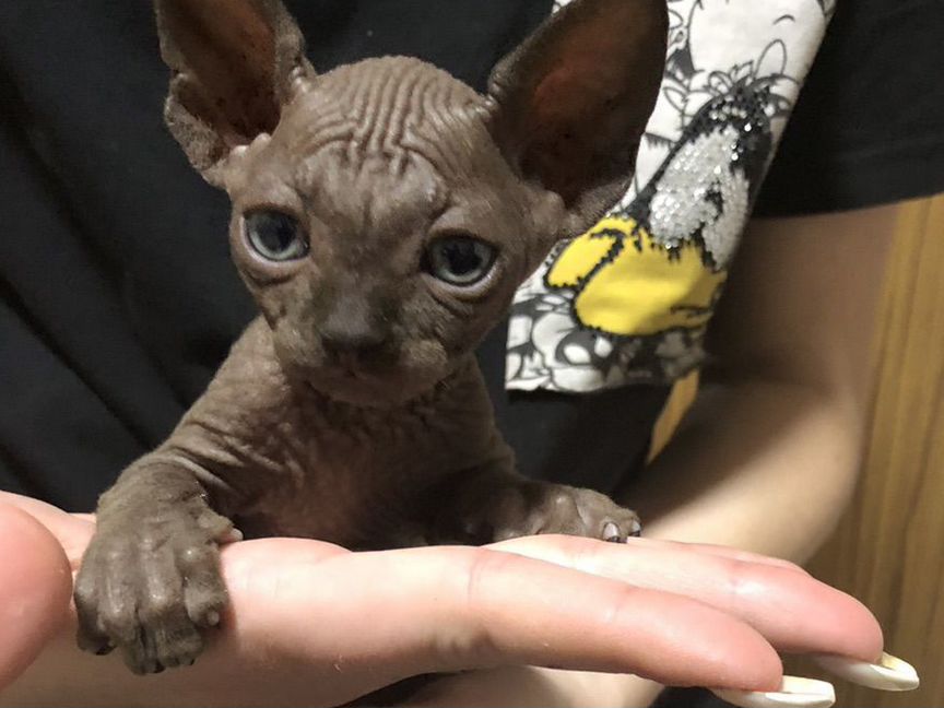 Канадский сфинкс котенок