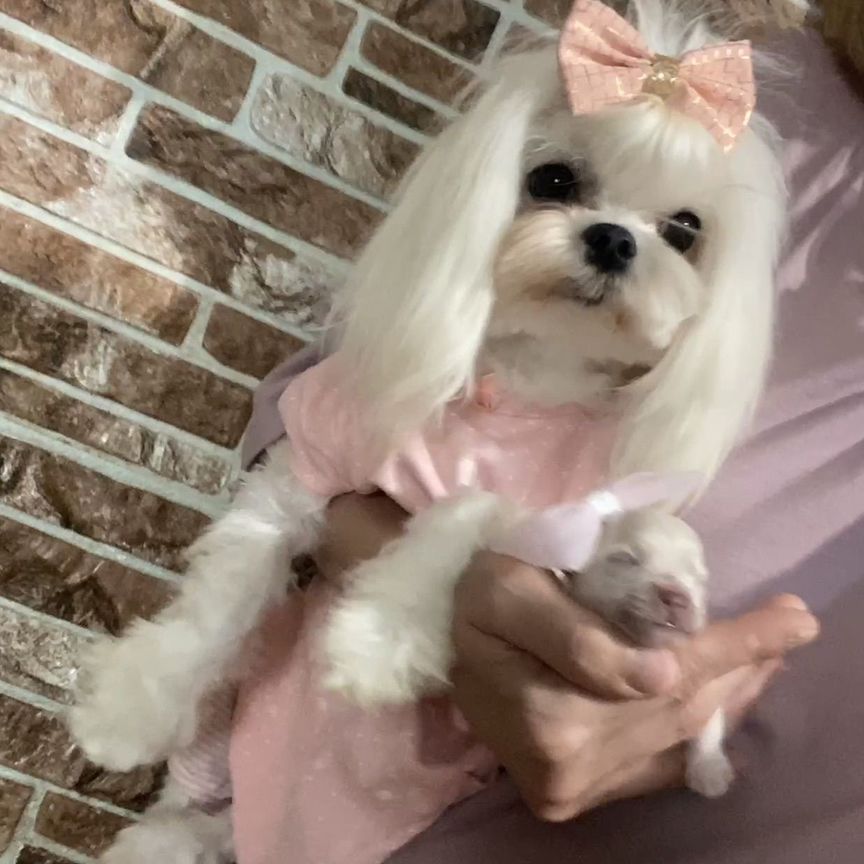 Микро мальтипу девочка (резерв)