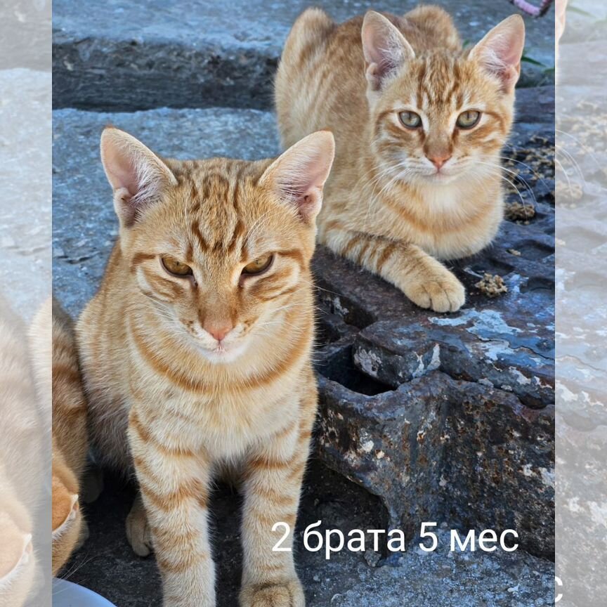 Котята рыжие бесплатно
