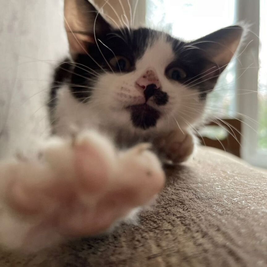 Котенок чудный