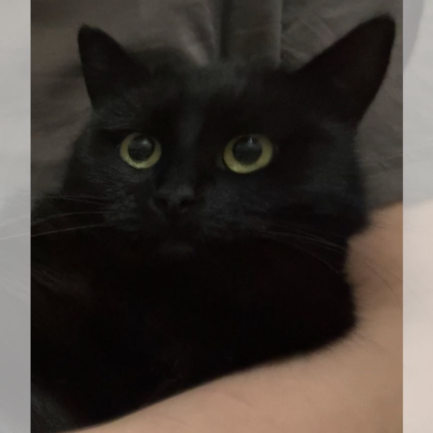 Взрослая, кошка в добрые руки