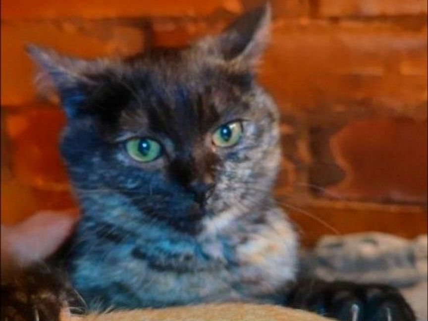 Котёнок котейка котейка