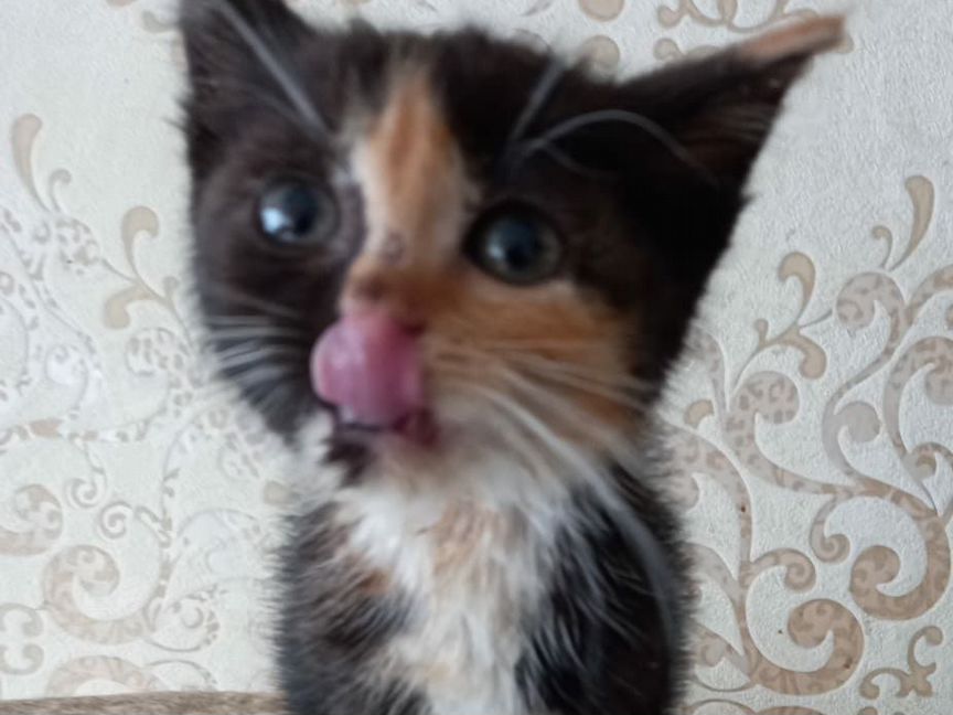 Котенок в добрые руки