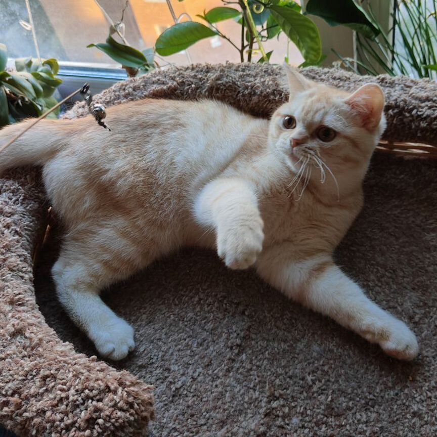 Шотландский котик Эдвин