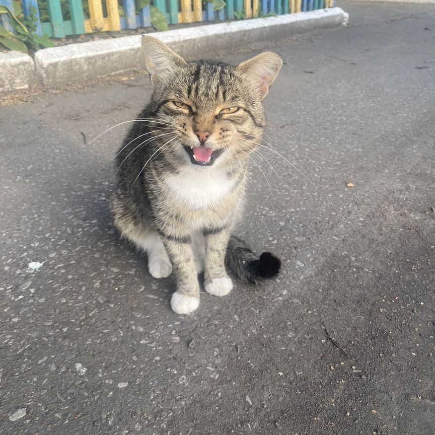 Кот