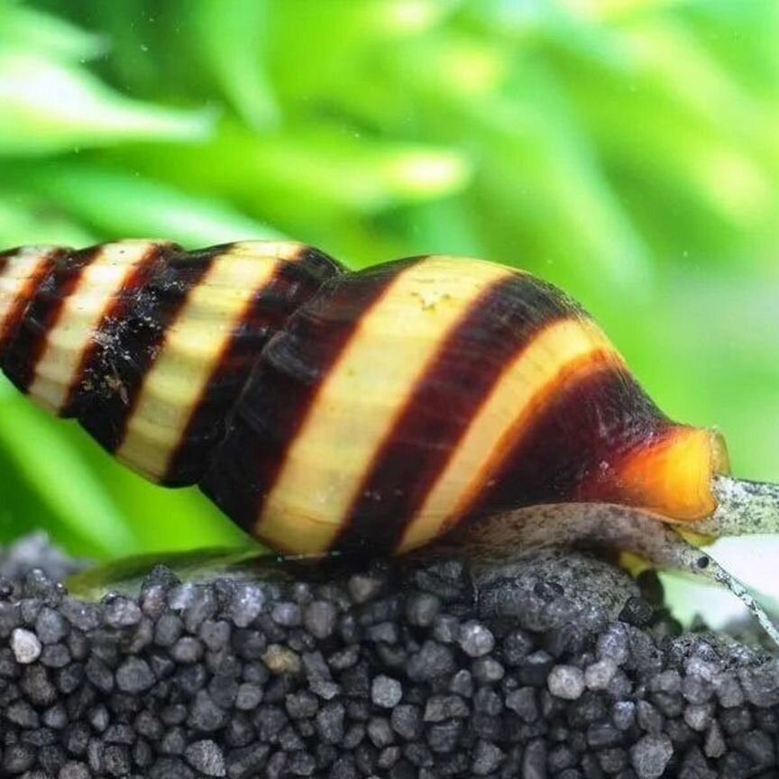Улитка хелена аквариумная
