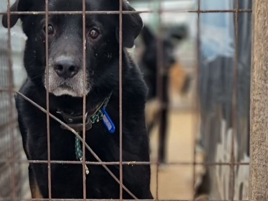 Собака из приюта Потап в поисках дома