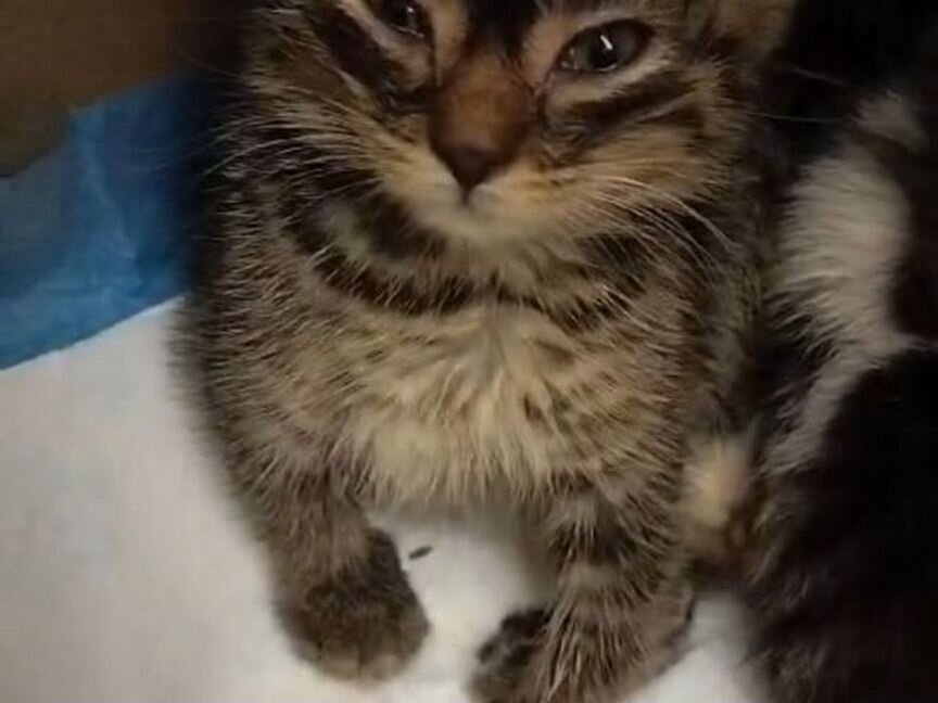 Котята в добрые руки бесплатно