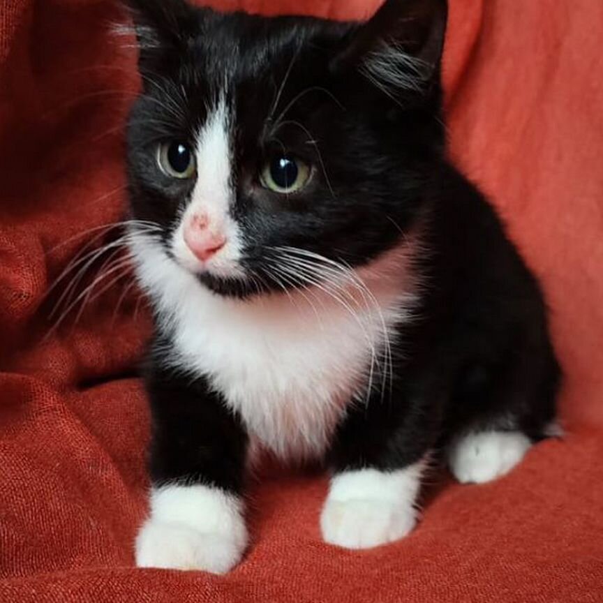 Котёнок в добрые руки