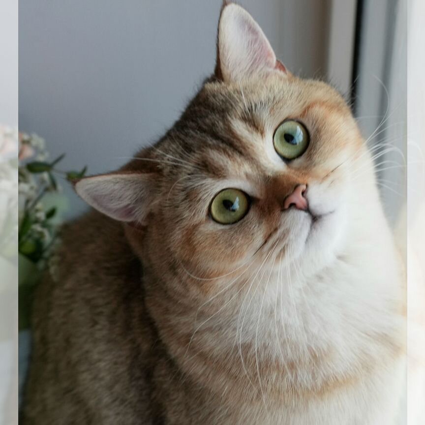 Британский короткошёрстный, взрослый кот