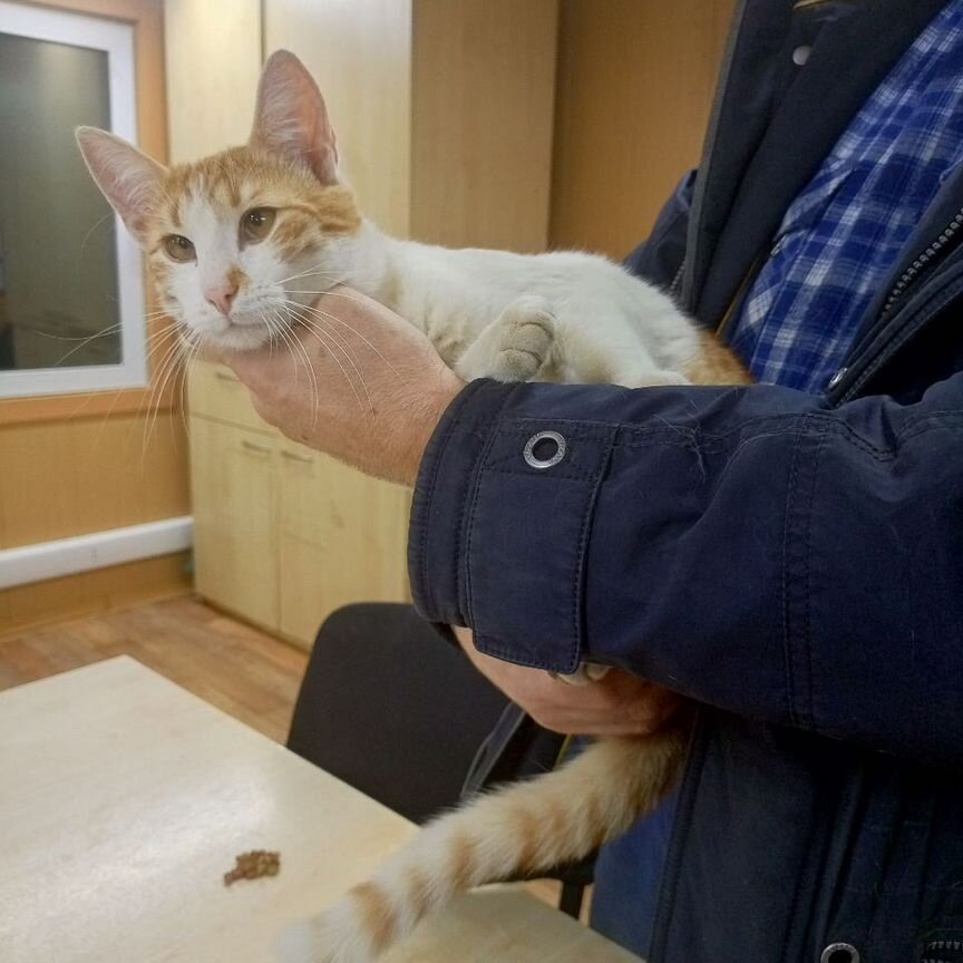 Котик с косыми глазами в добрые руки