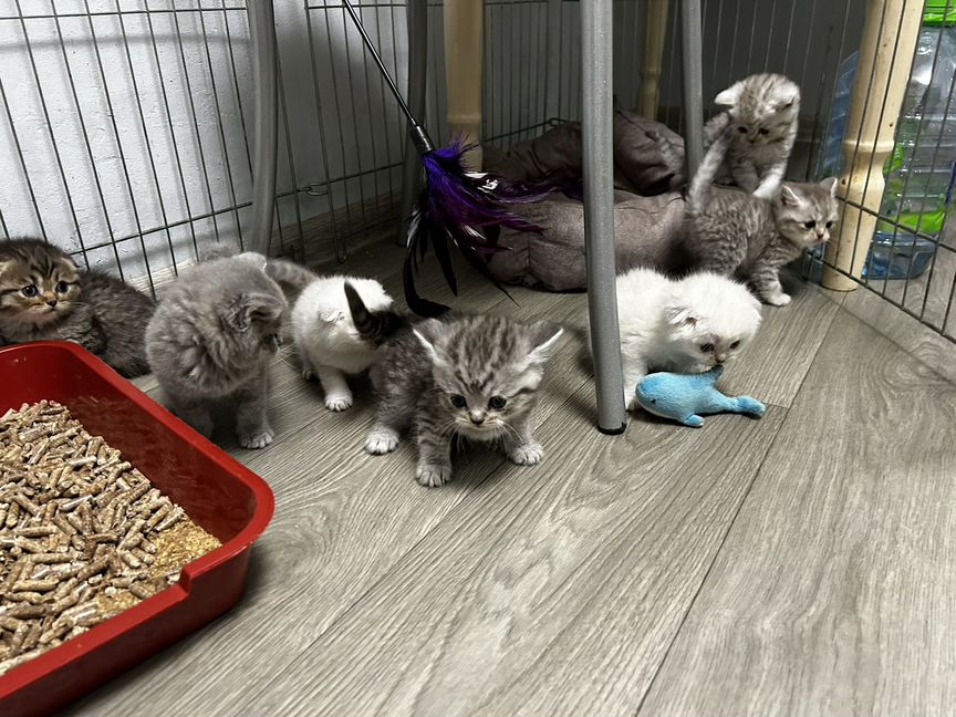Шотладские котята