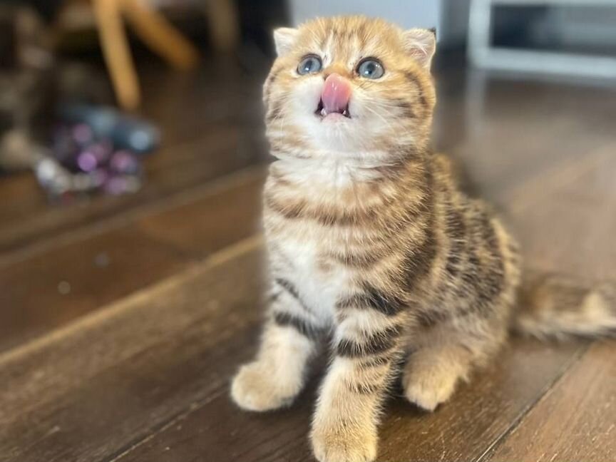 Шотландские вислоухие котята