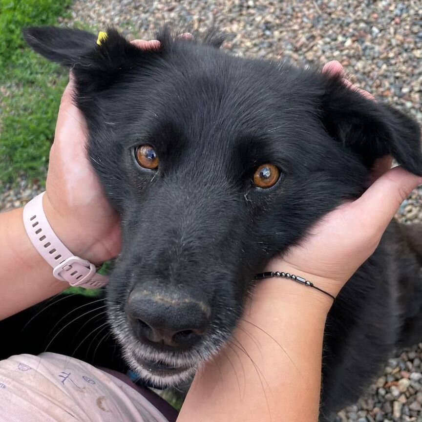 Взрослая собака в добрые руки