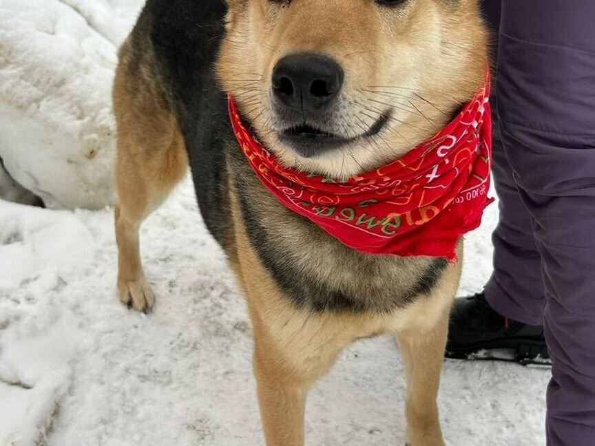 Феникс в добрые руки подарите мальчику дом