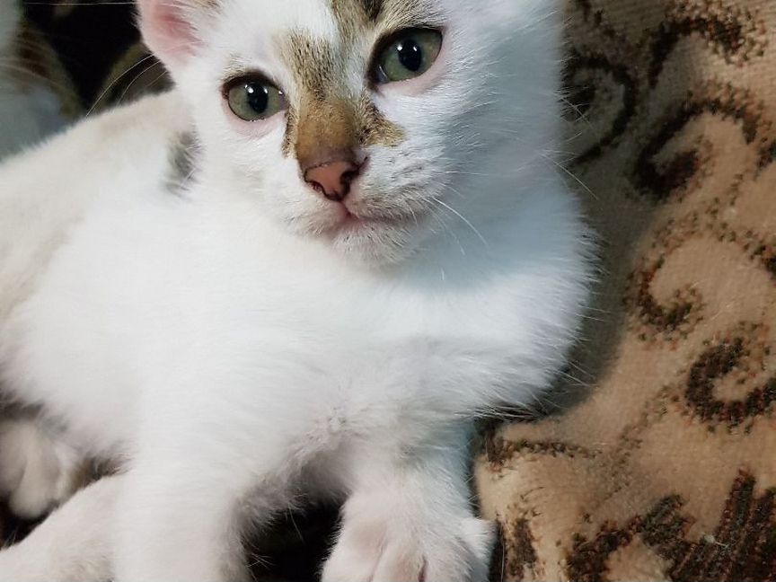 Котенок мальчик в добрые руки бесплатно
