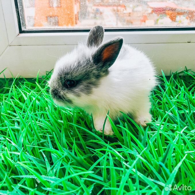 Карликовый кролик - очень редкий